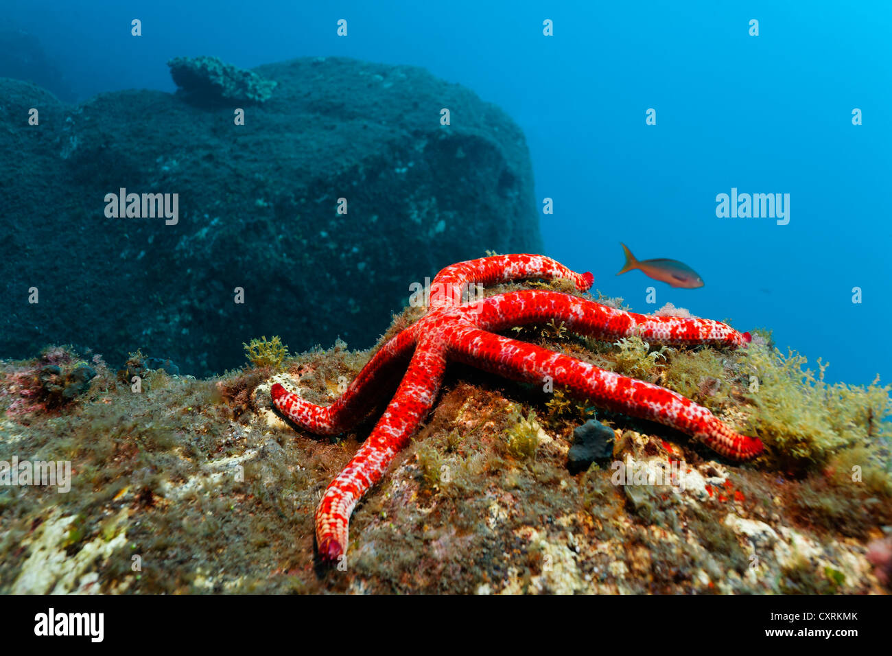 Comet star fish hi-res stock photography and images - Alamy