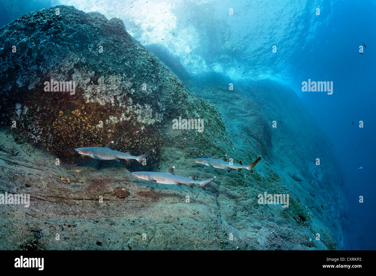 Whitetip reef sharks (Triaenodon obesus), swimming in front of cliffs ...
