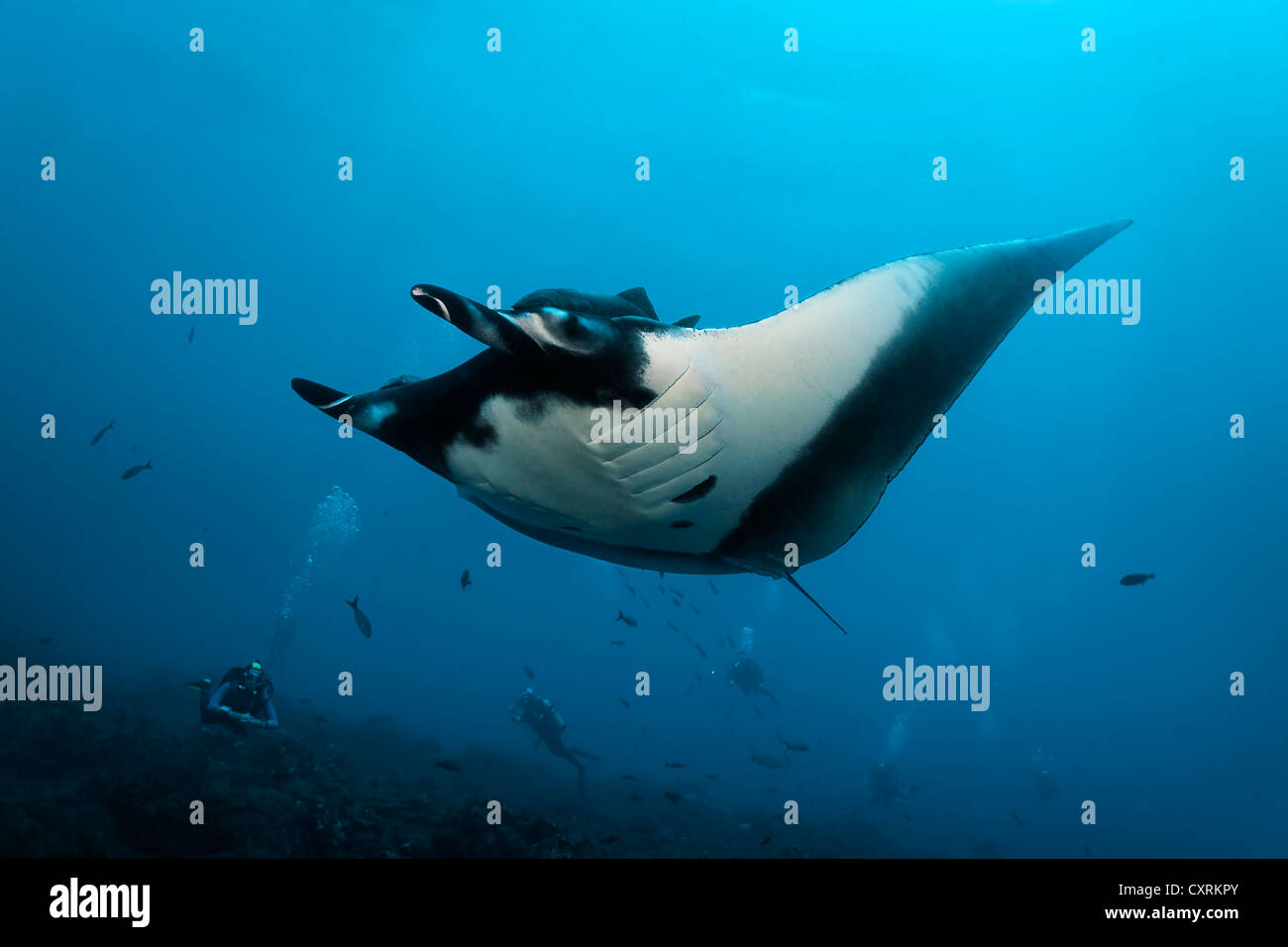 Manta ray group hi-res stock photography and images - Alamy