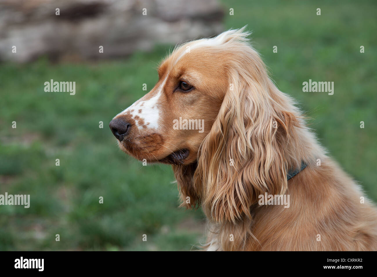 Cocker spaniel ear hi-res stock photography and images - Alamy