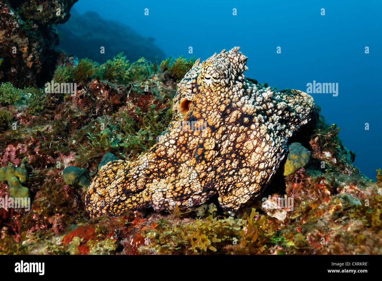 Common octopus (Octopus vulgaris) sitting on a reef covered with algae ...