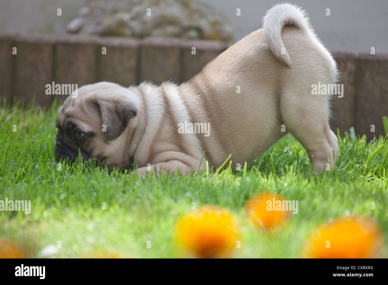 Pug puppy hi-res stock photography and images - Alamy