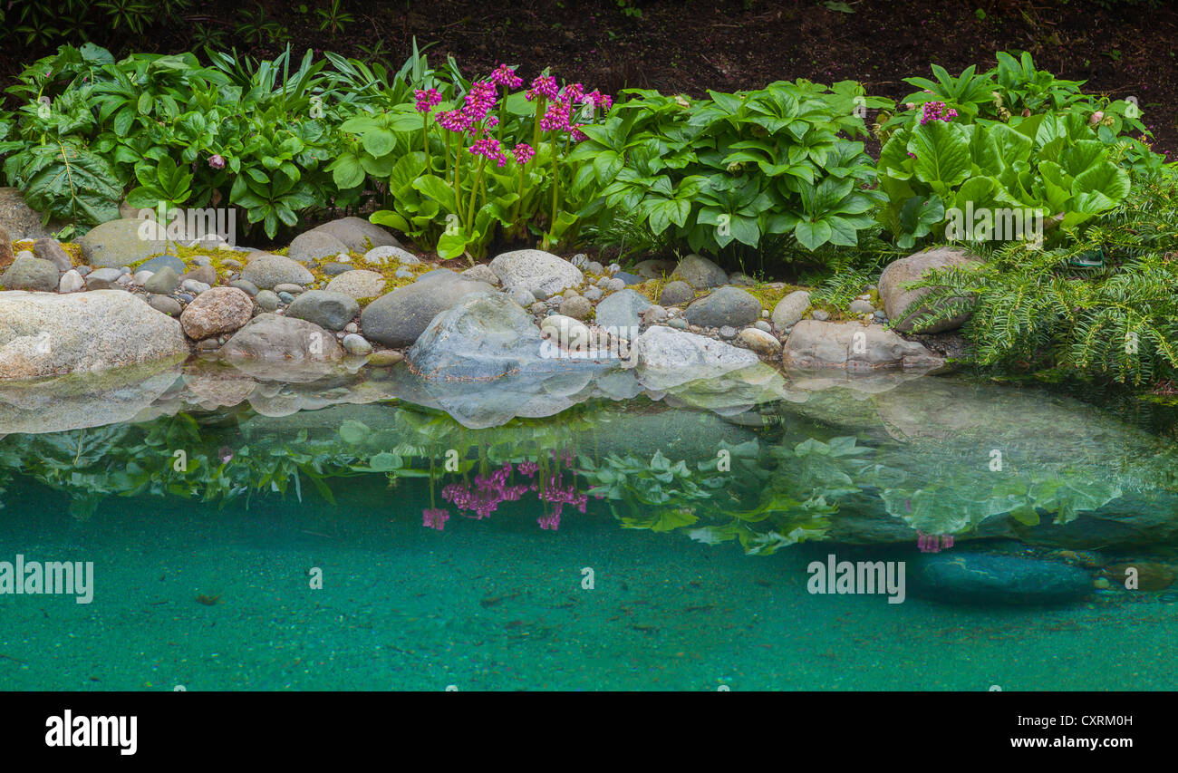 Primrose salt hi-res stock photography and images - Alamy