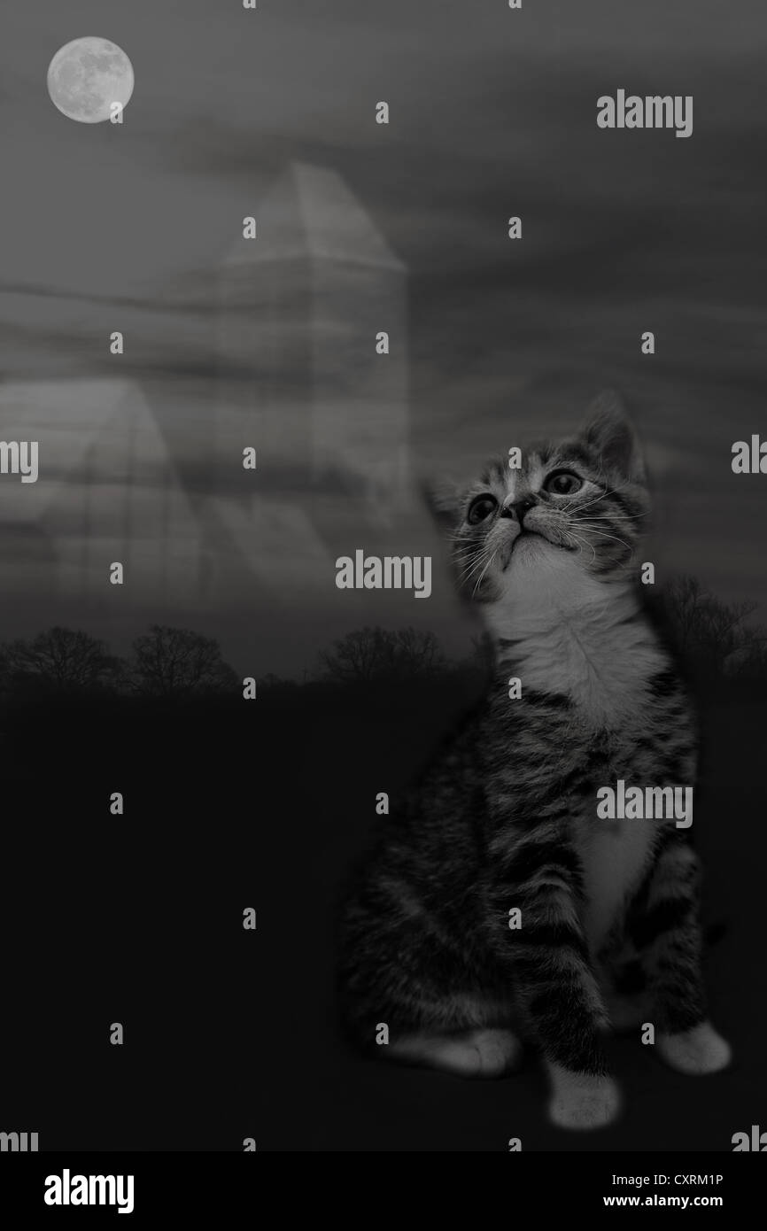 Cat in the moonlight Stock Photo - Alamy