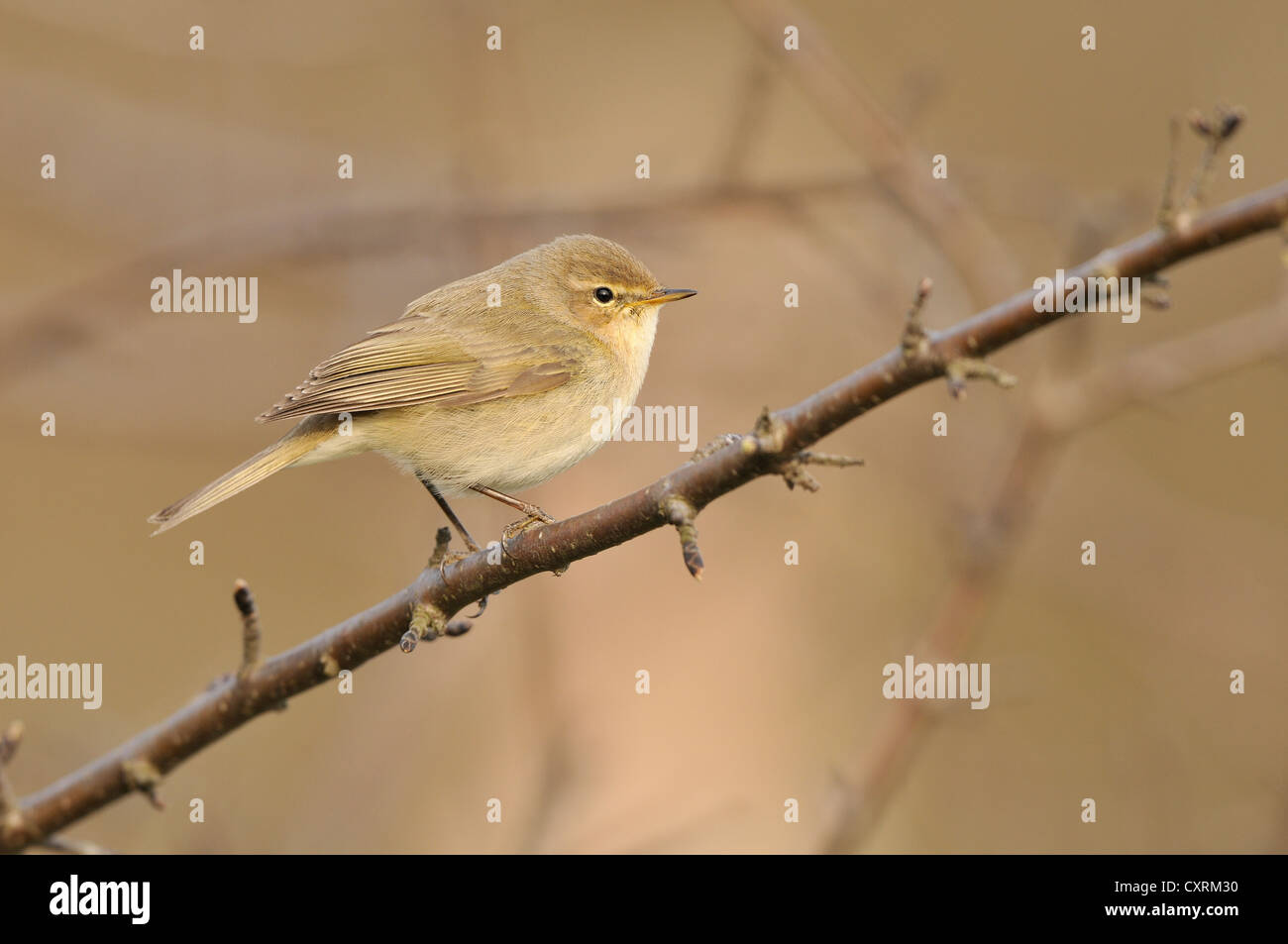 Common chiffchaffs hi-res stock photography and images - Alamy