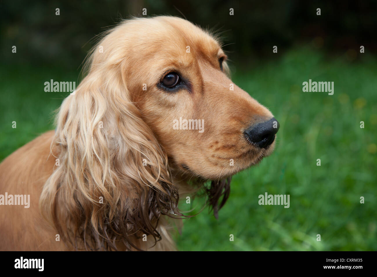 Cocker Spaniel, portrait Stock Photo - Alamy