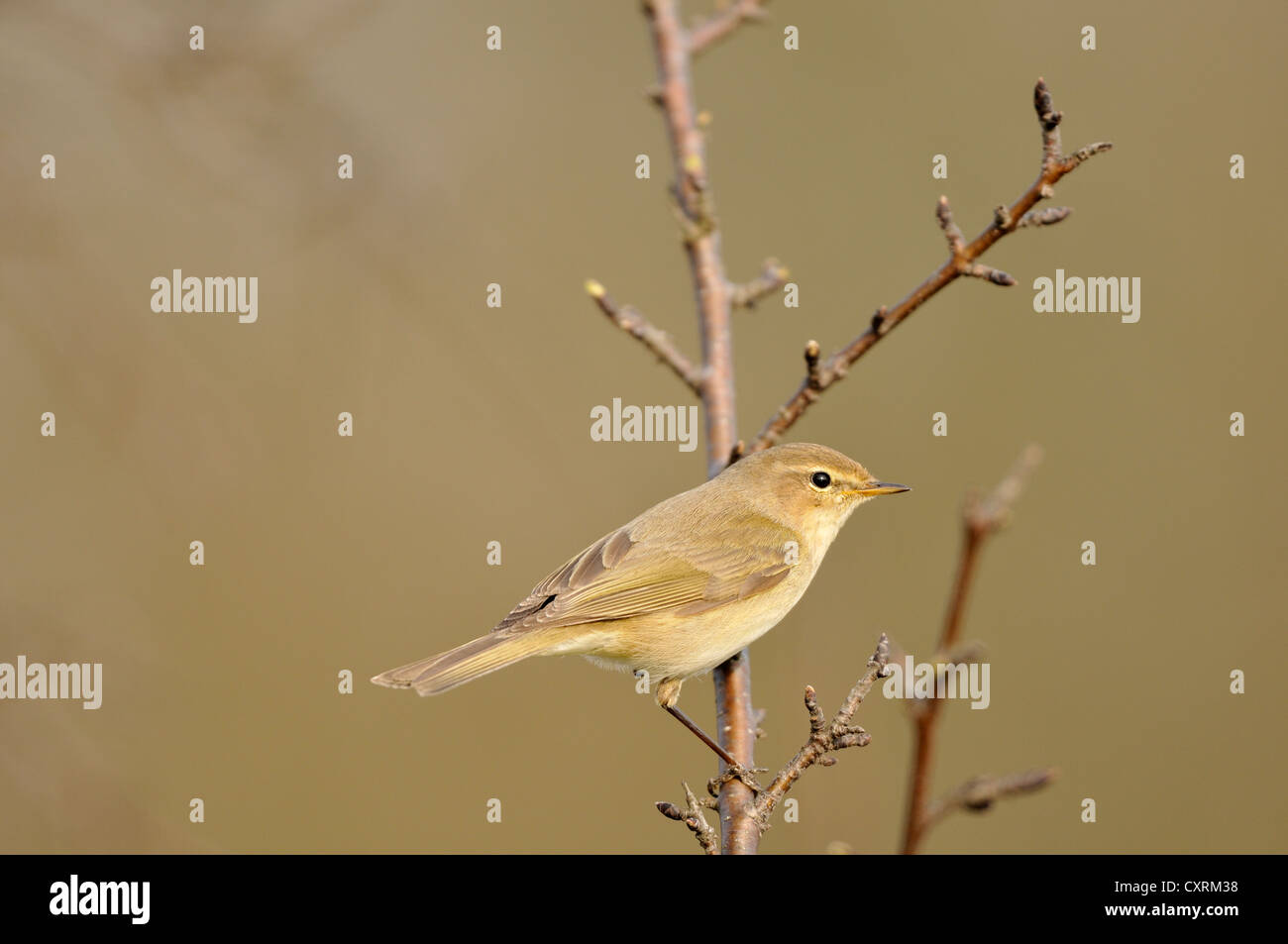 Common chiffchaff (Phylloscopus collybita Stock Photo - Alamy