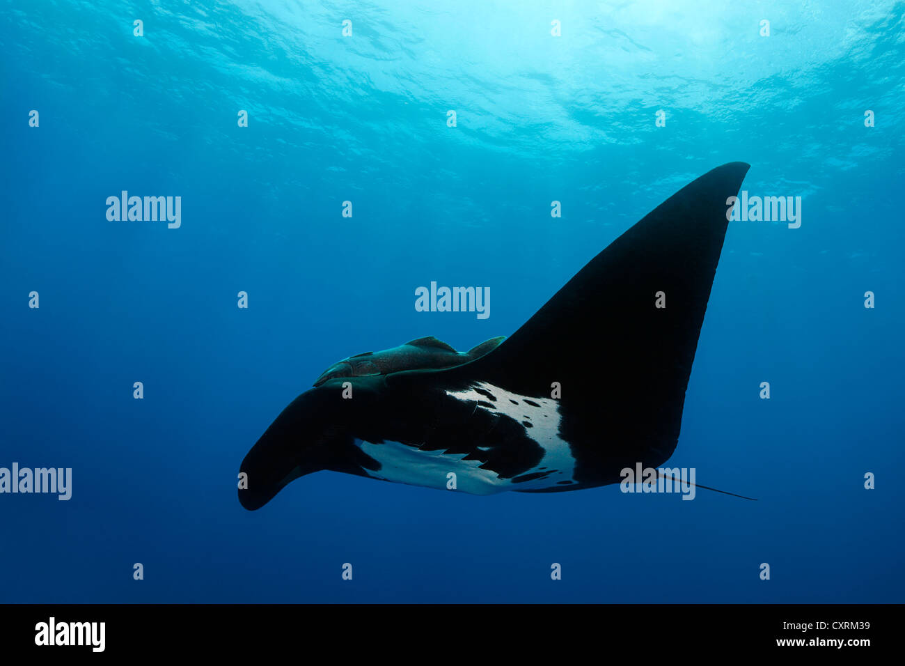 Giant Oceanic Manta Ray (Manta birostris), from underneath with remora ...