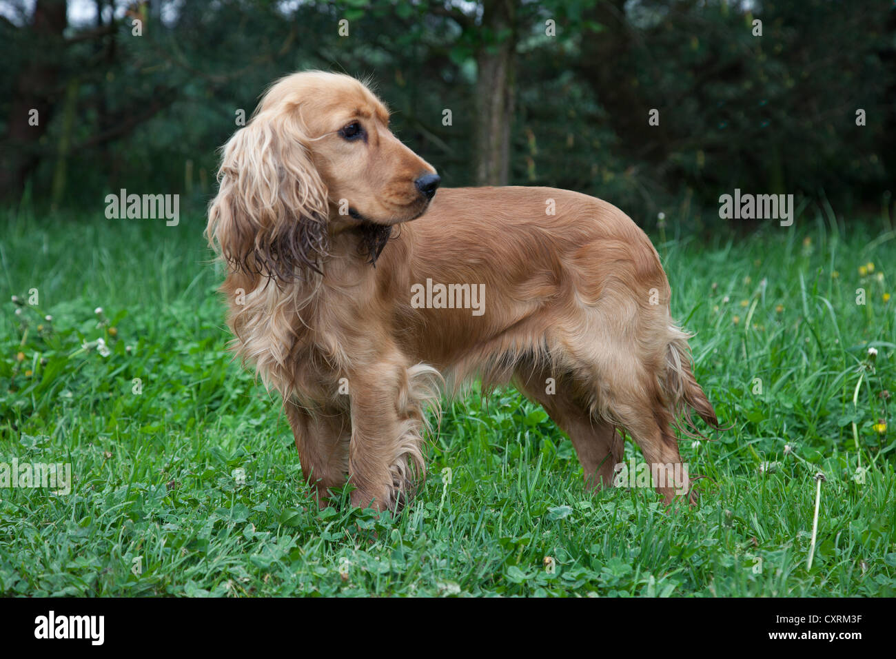 Cocker Spaniel standing on a lawn Stock Photo - Alamy