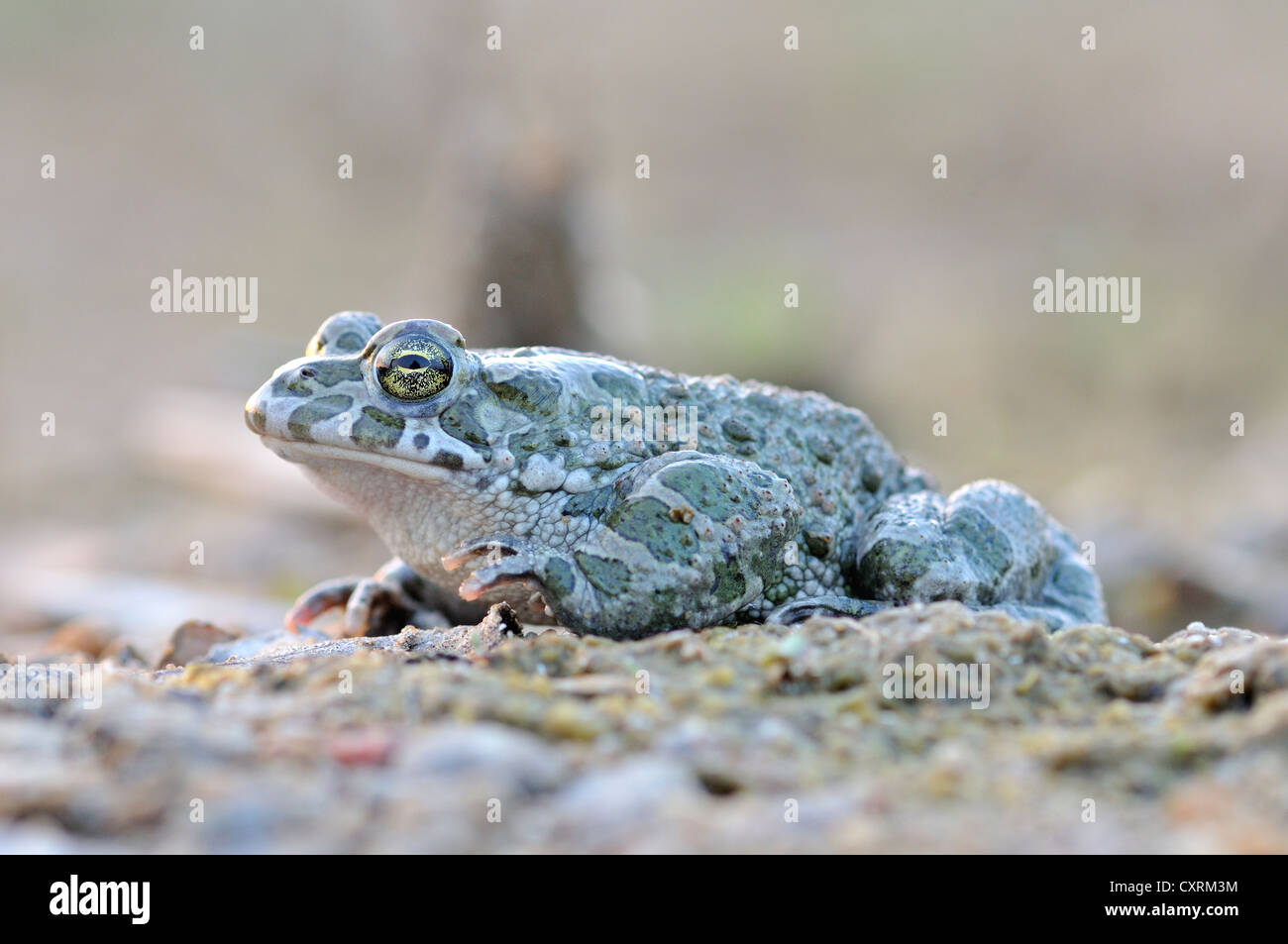 European green toad (Bufo viridis complex) near a gravel pit filled ...