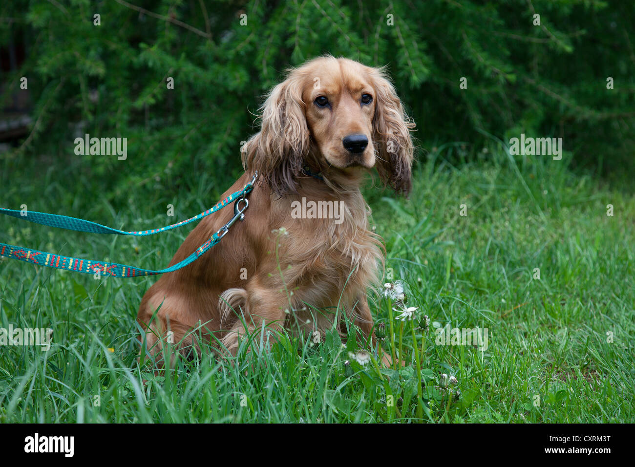 Cocker spaniel sitting hi-res stock photography and images - Alamy