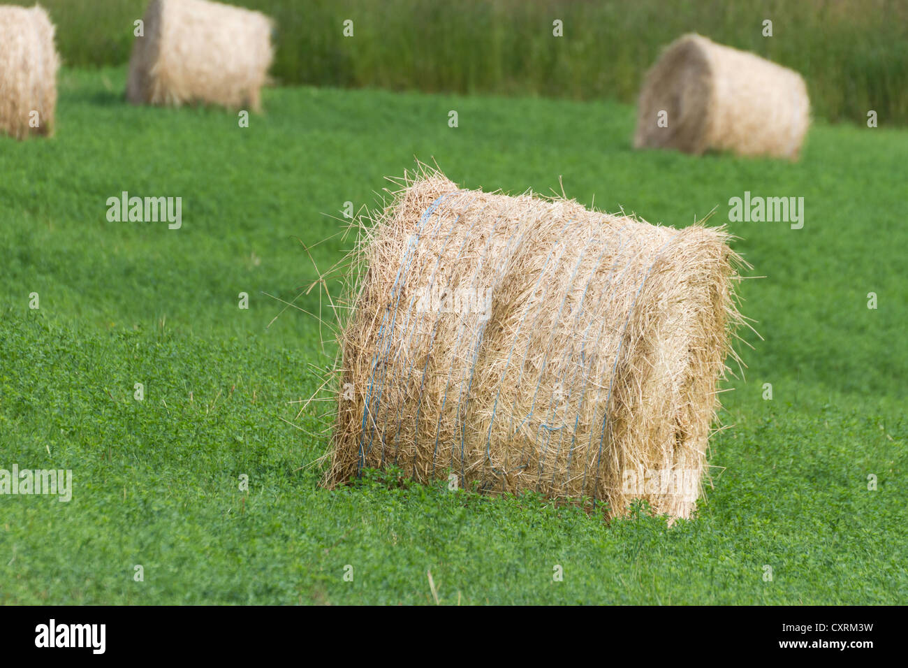 Hay Bale and green grass Stock Photo - Alamy