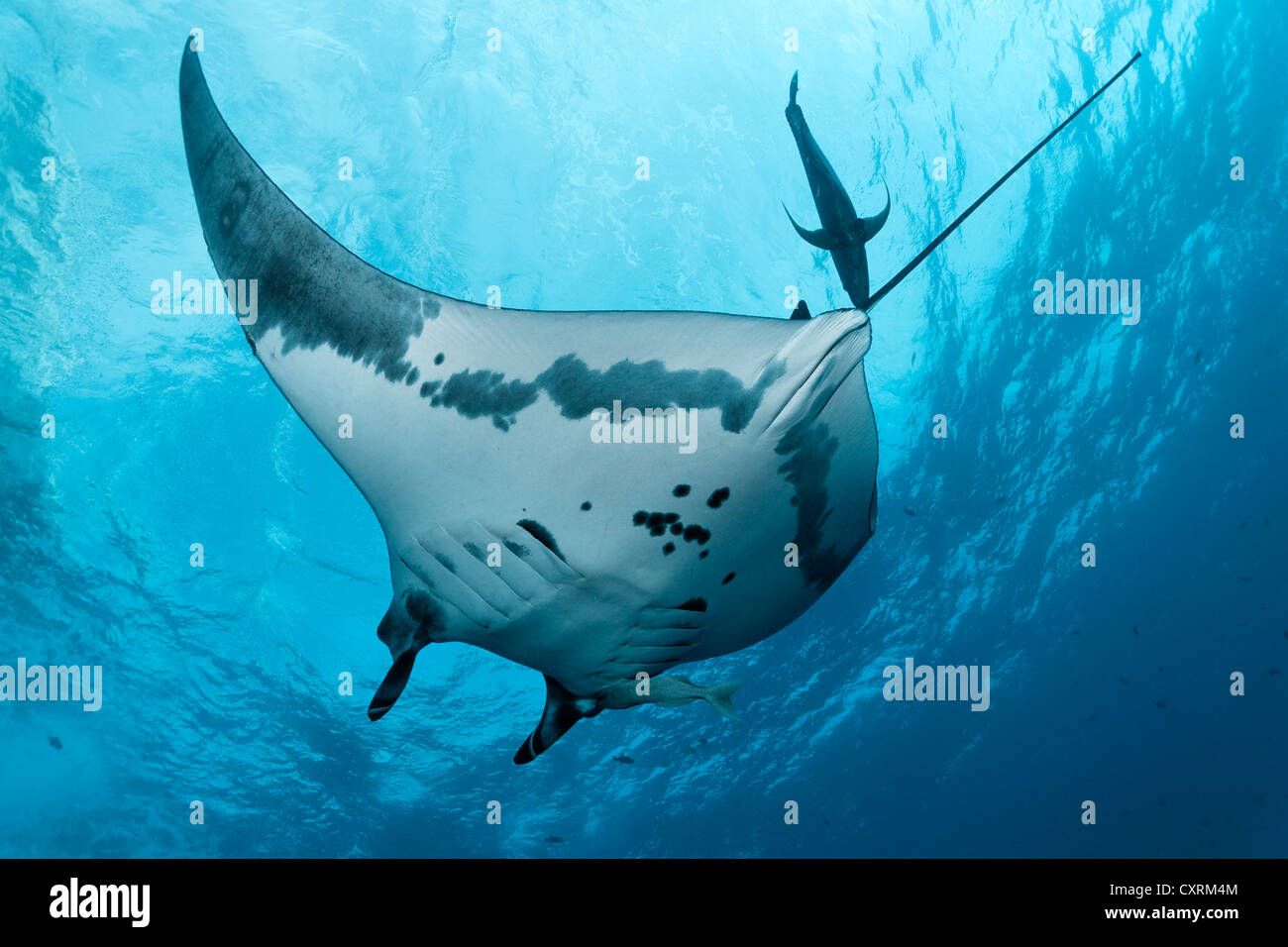 Giant oceanic manta ray manta hi-res stock photography and images - Alamy