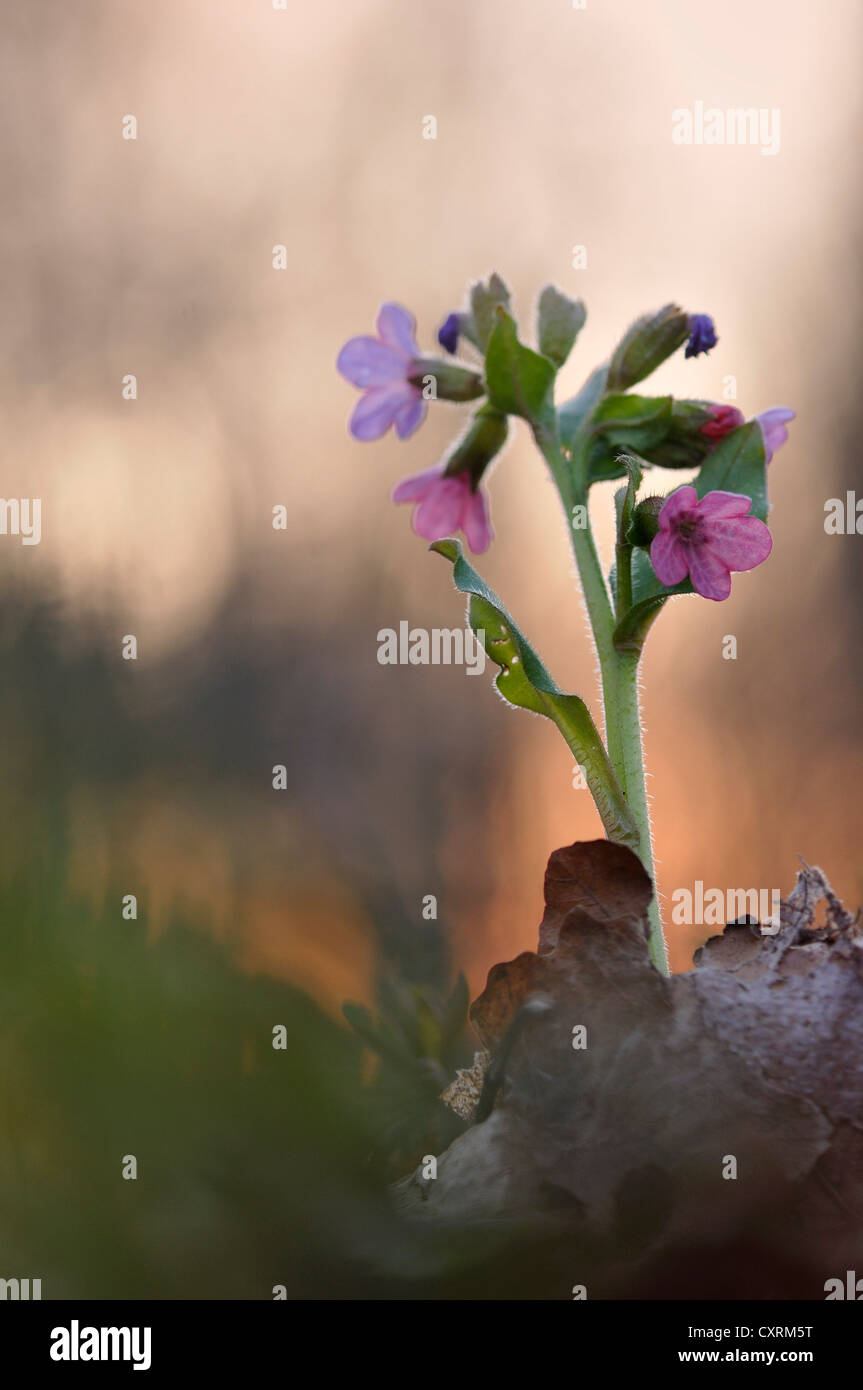 Lungwort (Pulmonaria), Auwald forest, Leipzig, Saxony, Germany, Europe ...