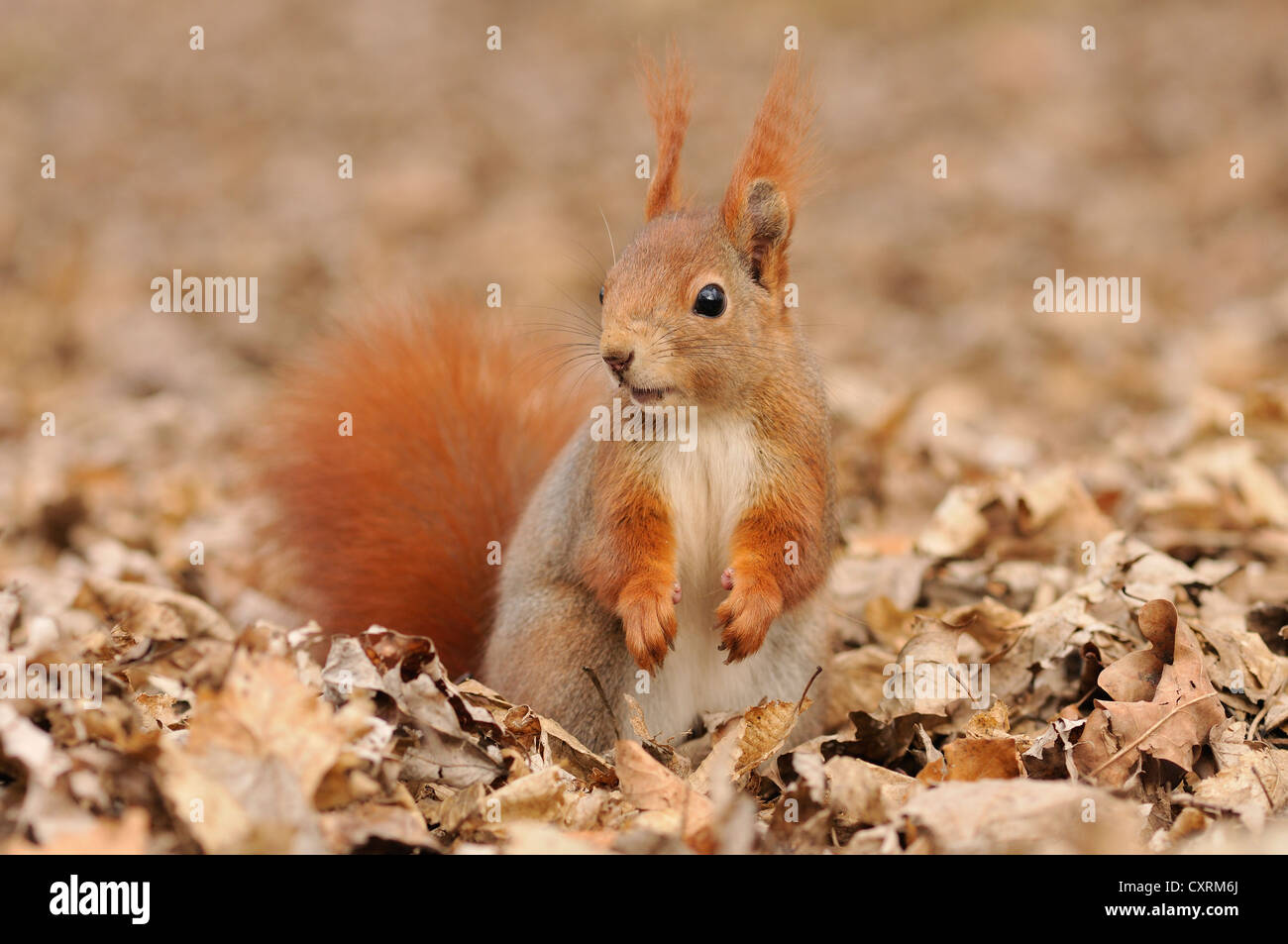 Eurasian red squirrel (Sciurus vulgaris), Stadtpark Leipzig park ...