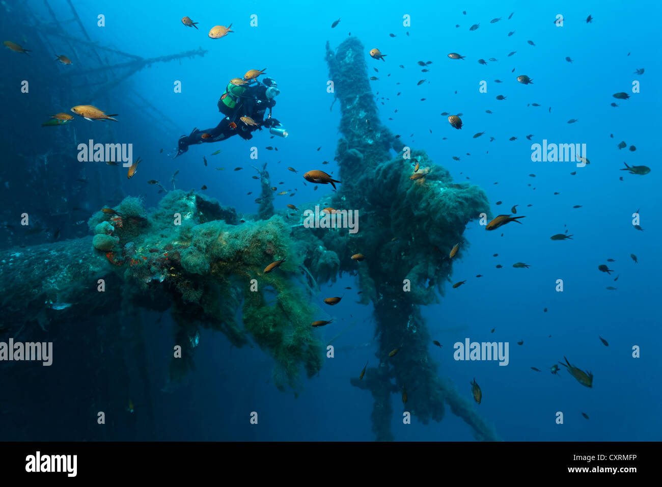 Scuba diver exploring the mast surrounded by damselfish (Chromis ...