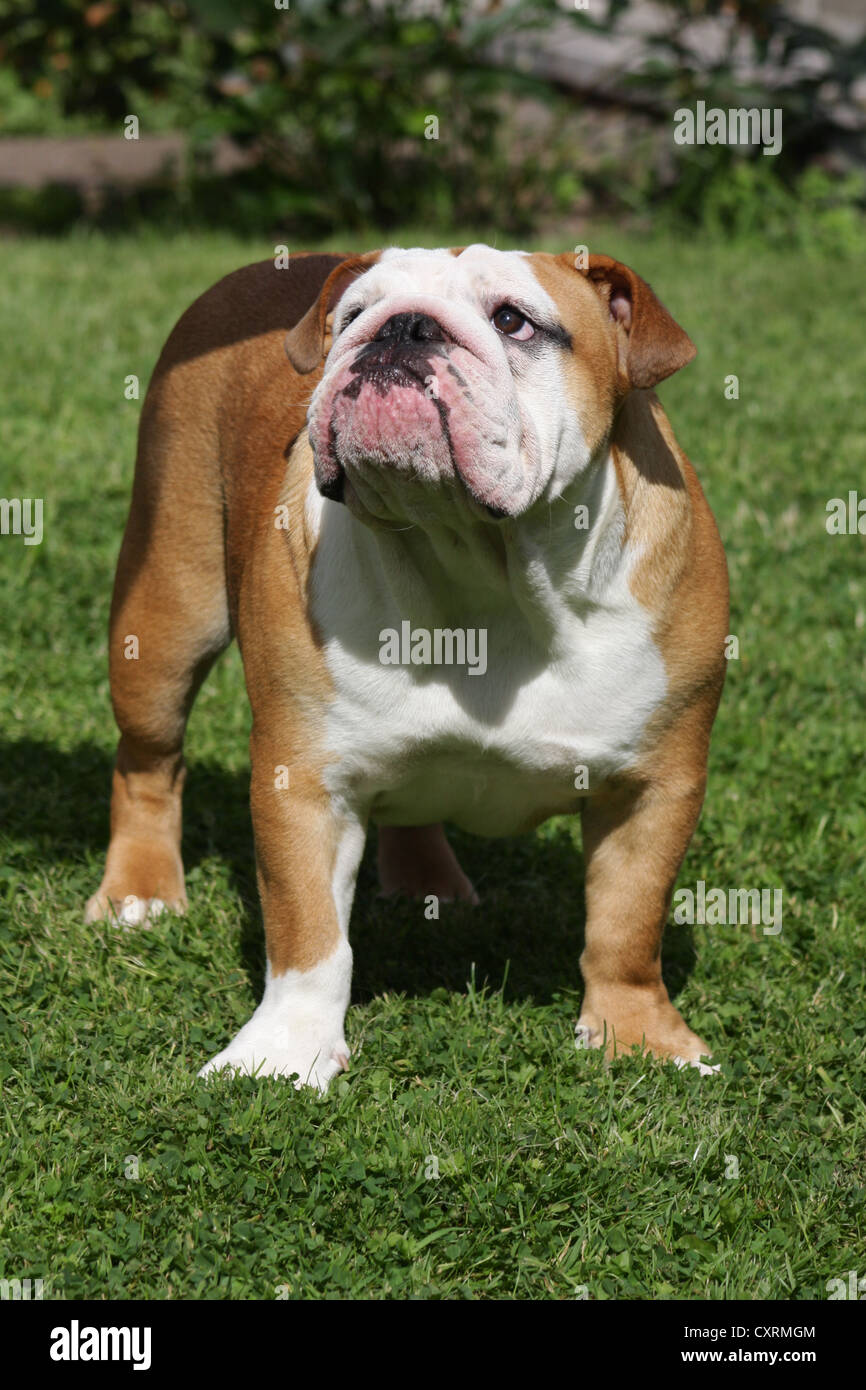 British bulldog hi-res stock photography and images - Alamy