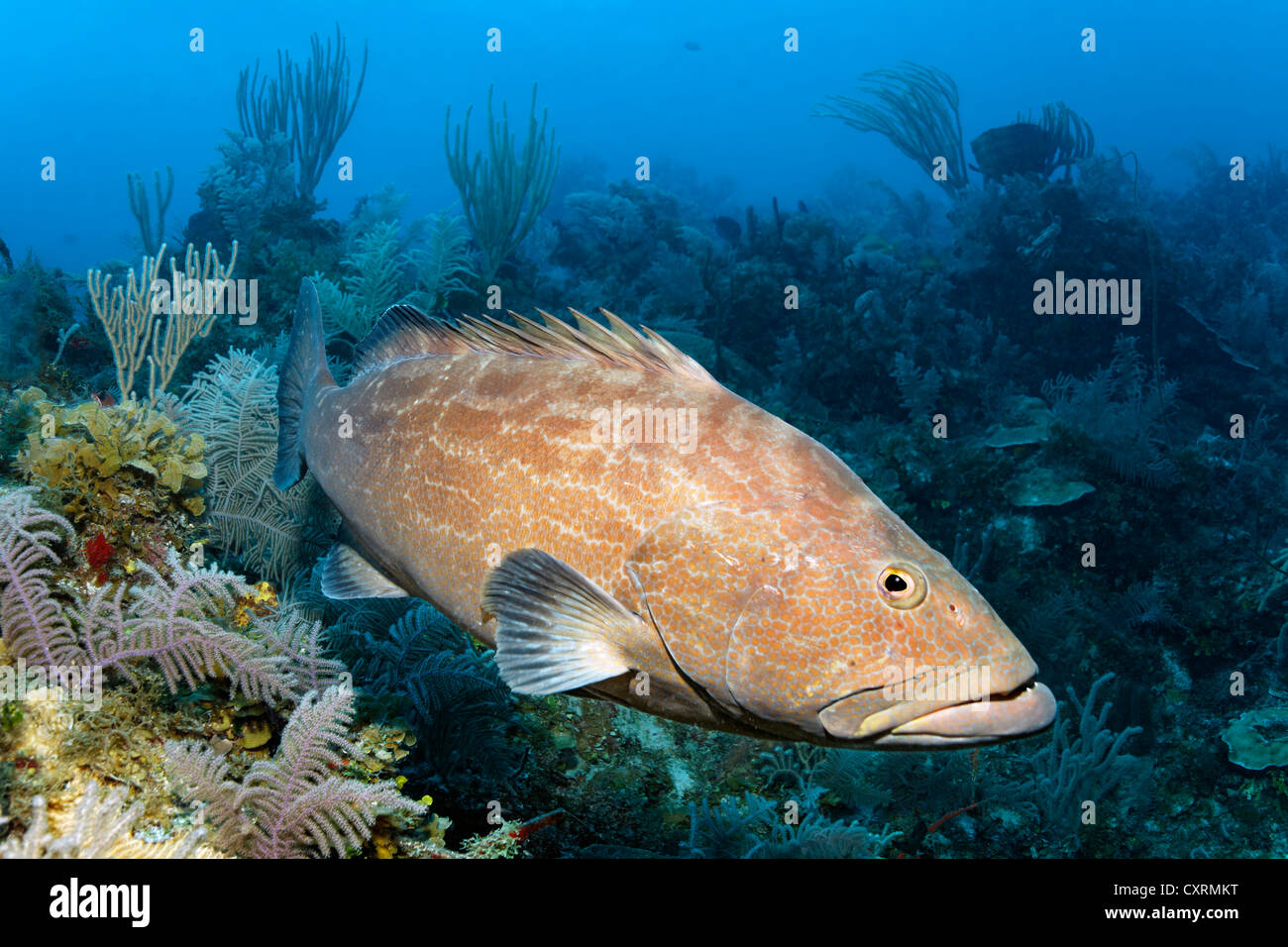 Black Grouper (Mycteroperca bonaci), swimming over coral reef, Republic ...