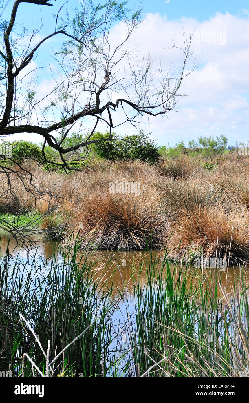 Typical scene of brine ponds and Spikey rushes with the odd white semi ...