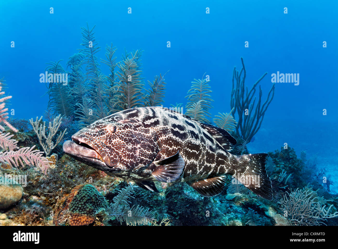 Juvenile Black Grouper