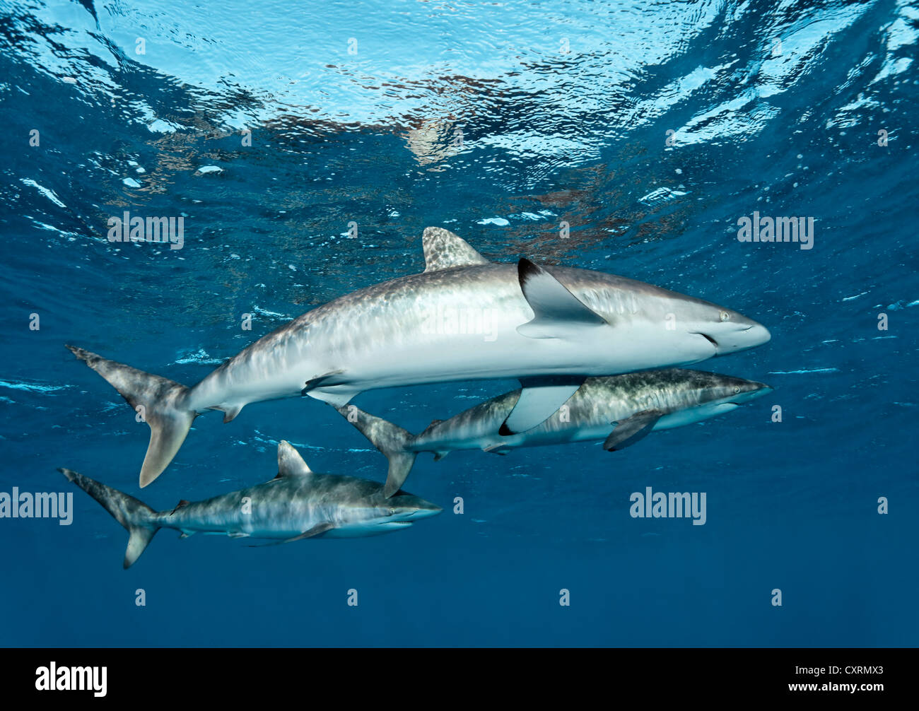 Silky sharks (Carcharhinus falciformis) swimming just below the ocean's ...