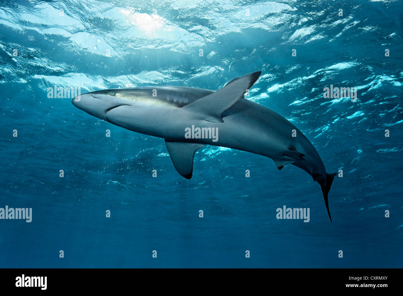 Silky shark (Carcharhinus falciformis) swimming just below the ocean's ...