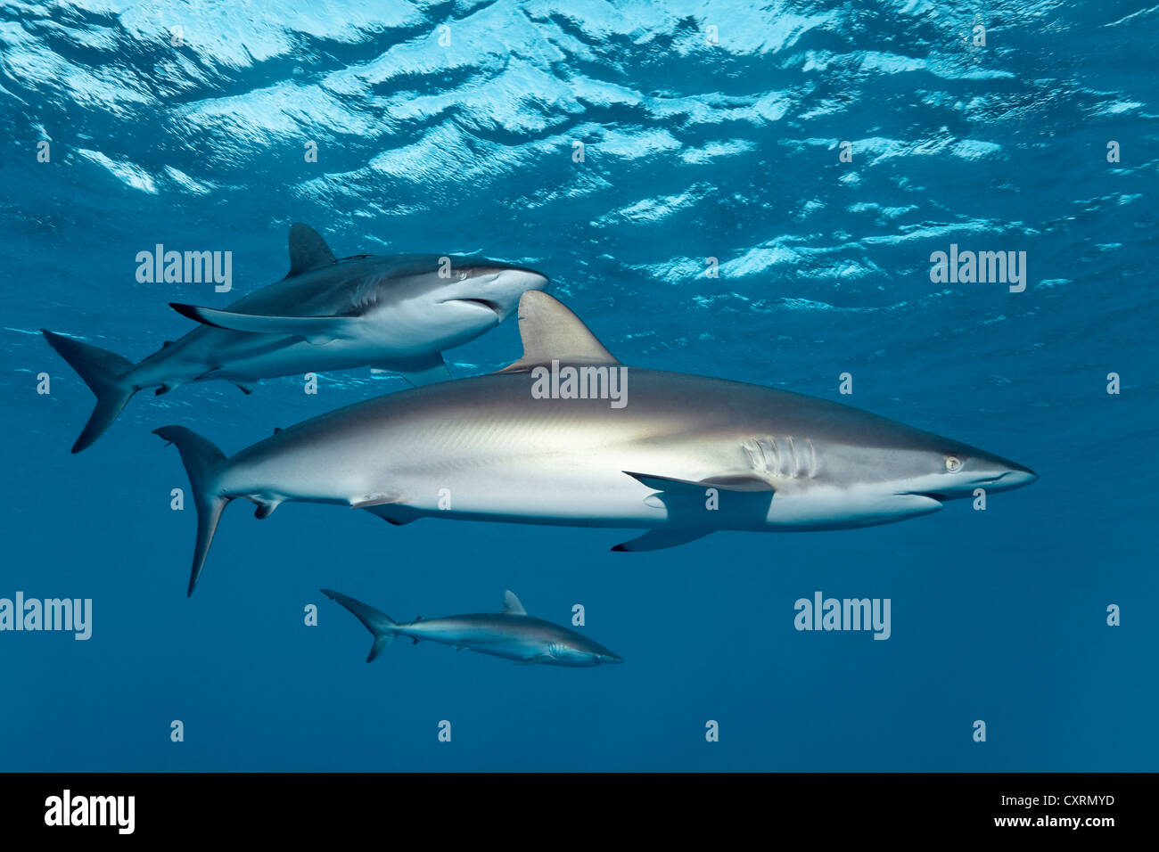 Silky sharks (Carcharhinus falciformis) swimming just below the ocean's ...