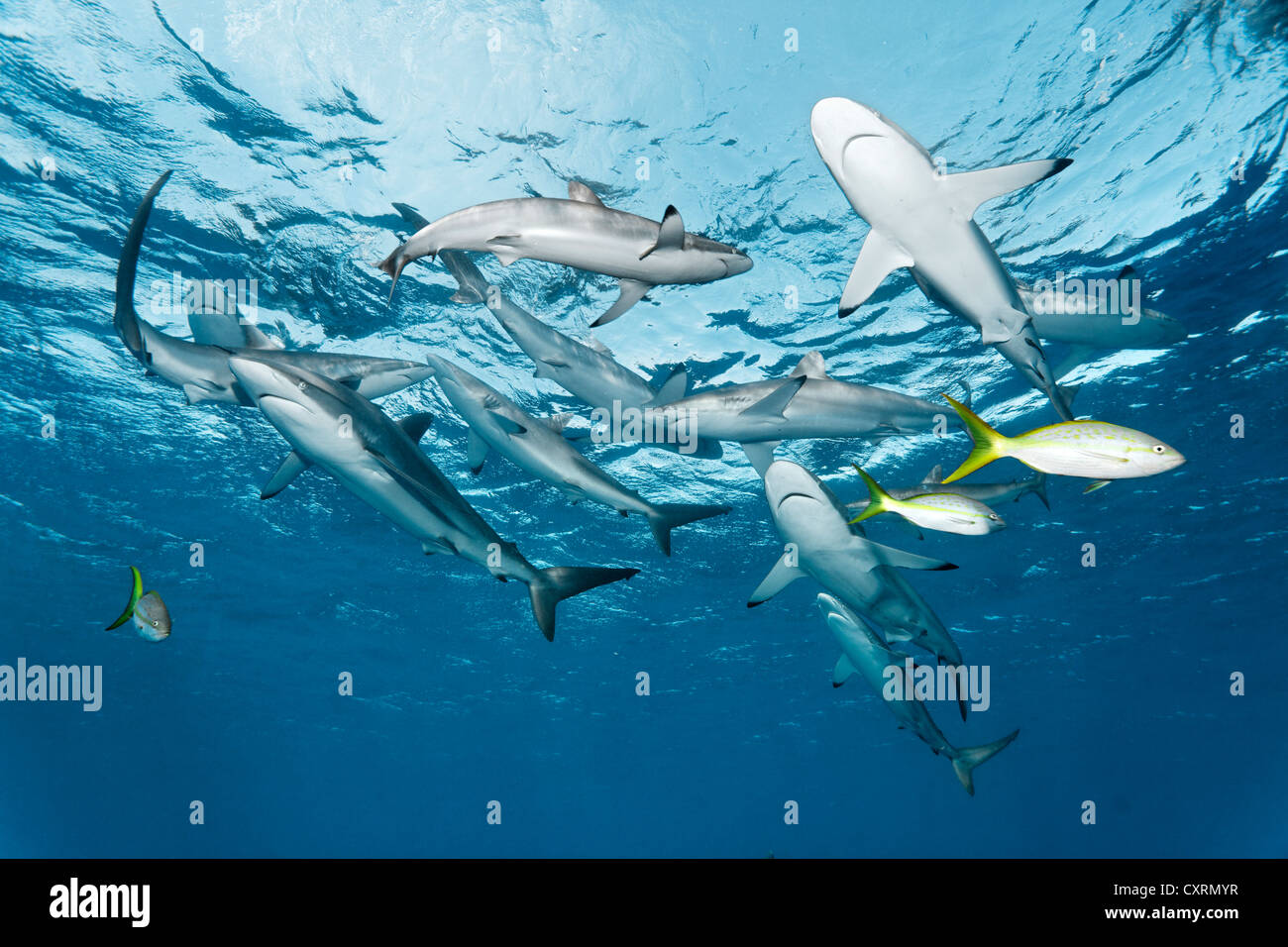 Shoal of silky sharks (Carcharhinus falciformis) swimming just below ...