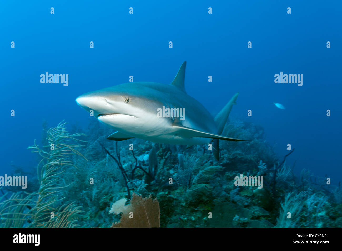 Caribbean reef shark hi-res stock photography and images - Alamy