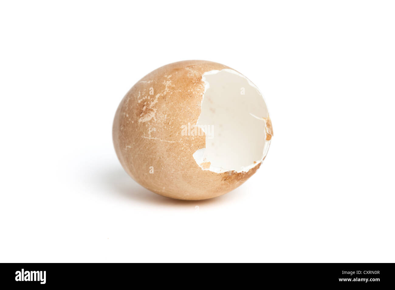 Broken brown egg shell with white background Stock Photo - Alamy