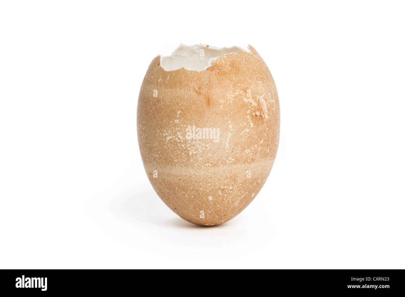 Broken brown egg shell with white background Stock Photo - Alamy