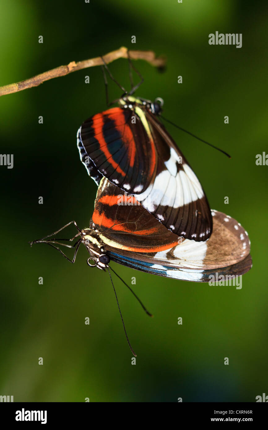 Mating longwing butterflies hi-res stock photography and images - Alamy