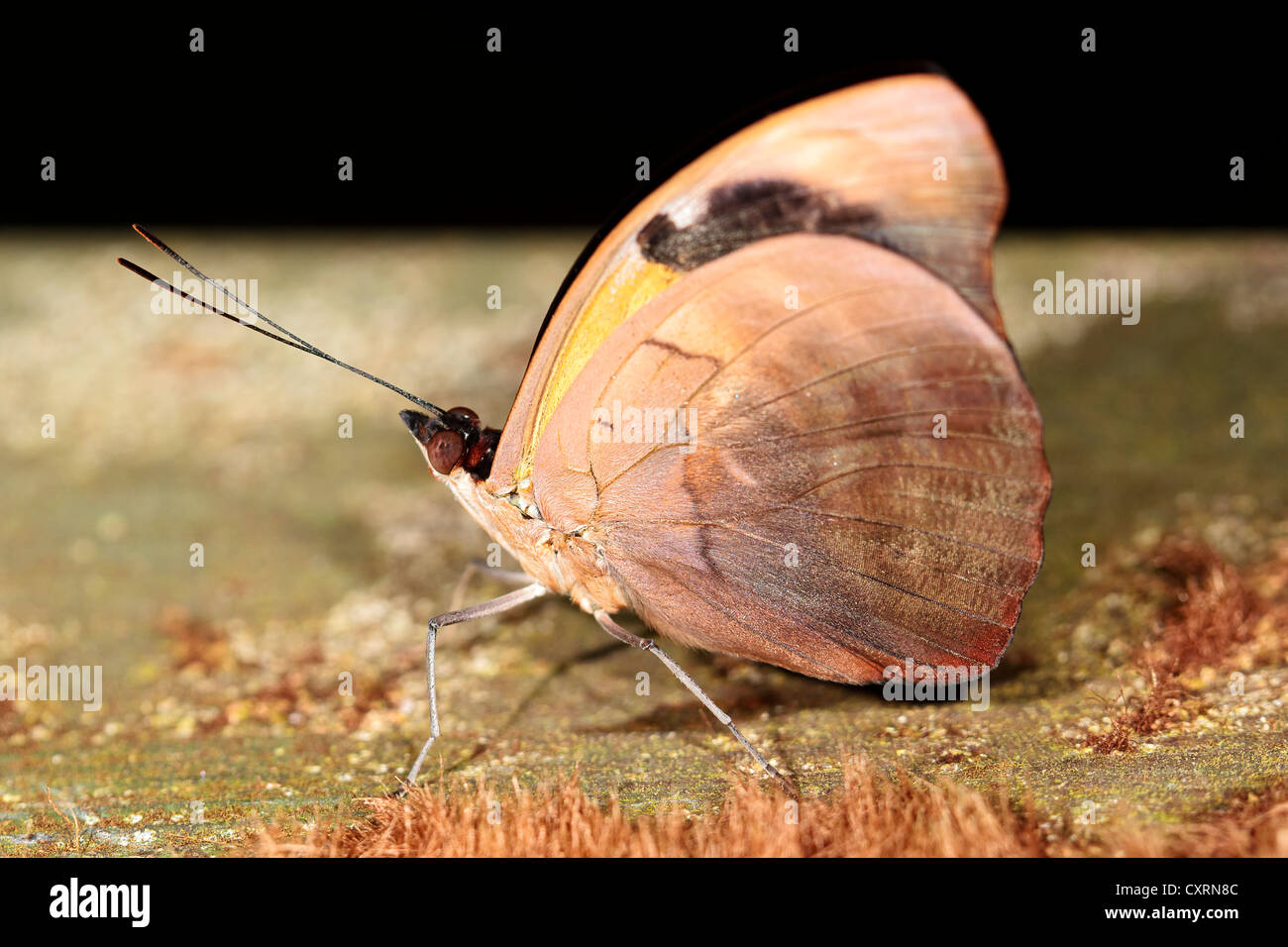 Grecian shoemaker butterfly hi-res stock photography and images - Alamy