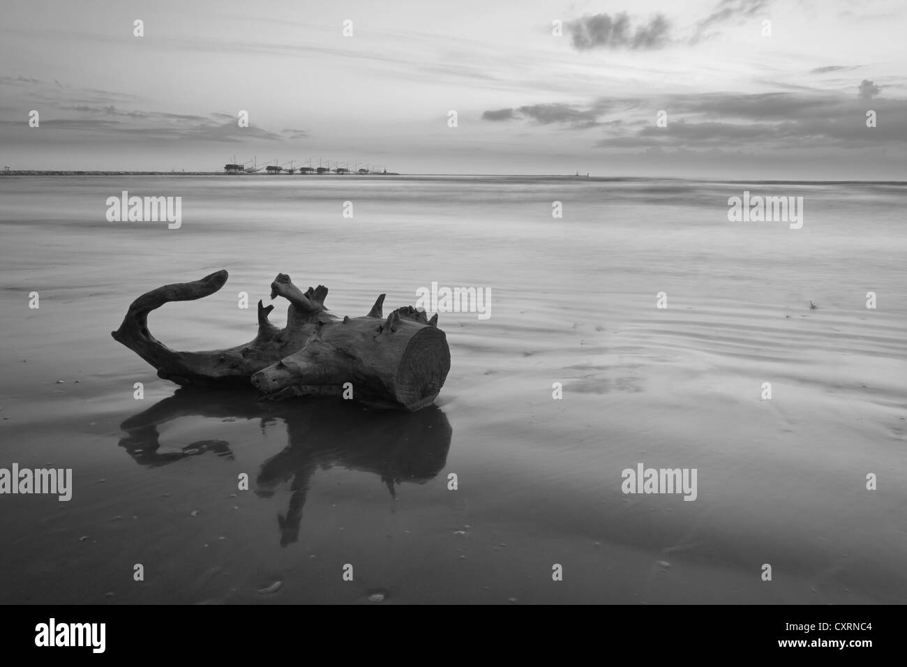 Sea trunk beach water Black and White Stock Photos & Images - Alamy