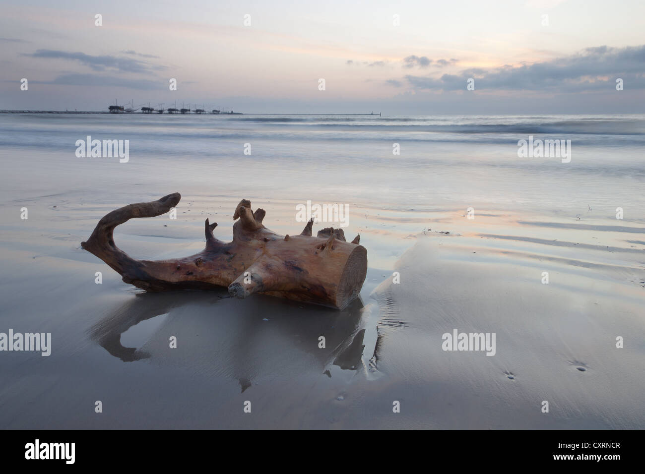 Trunk on the beach Stock Photo - Alamy