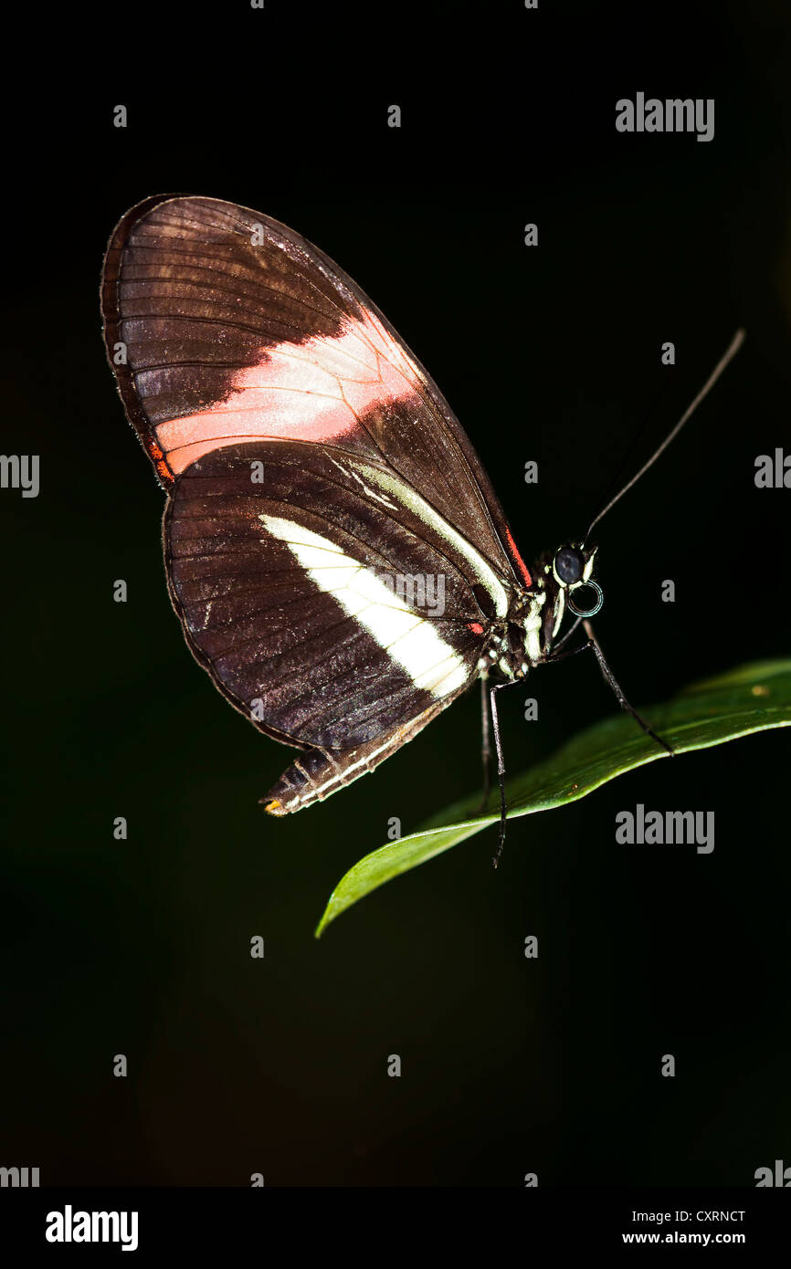 Small Postman Butterfly, Common Postman, or Postman Stock Photo - Alamy