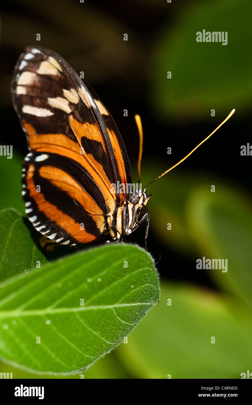 Tiger Longwing Butterfly Stock Photo - Alamy