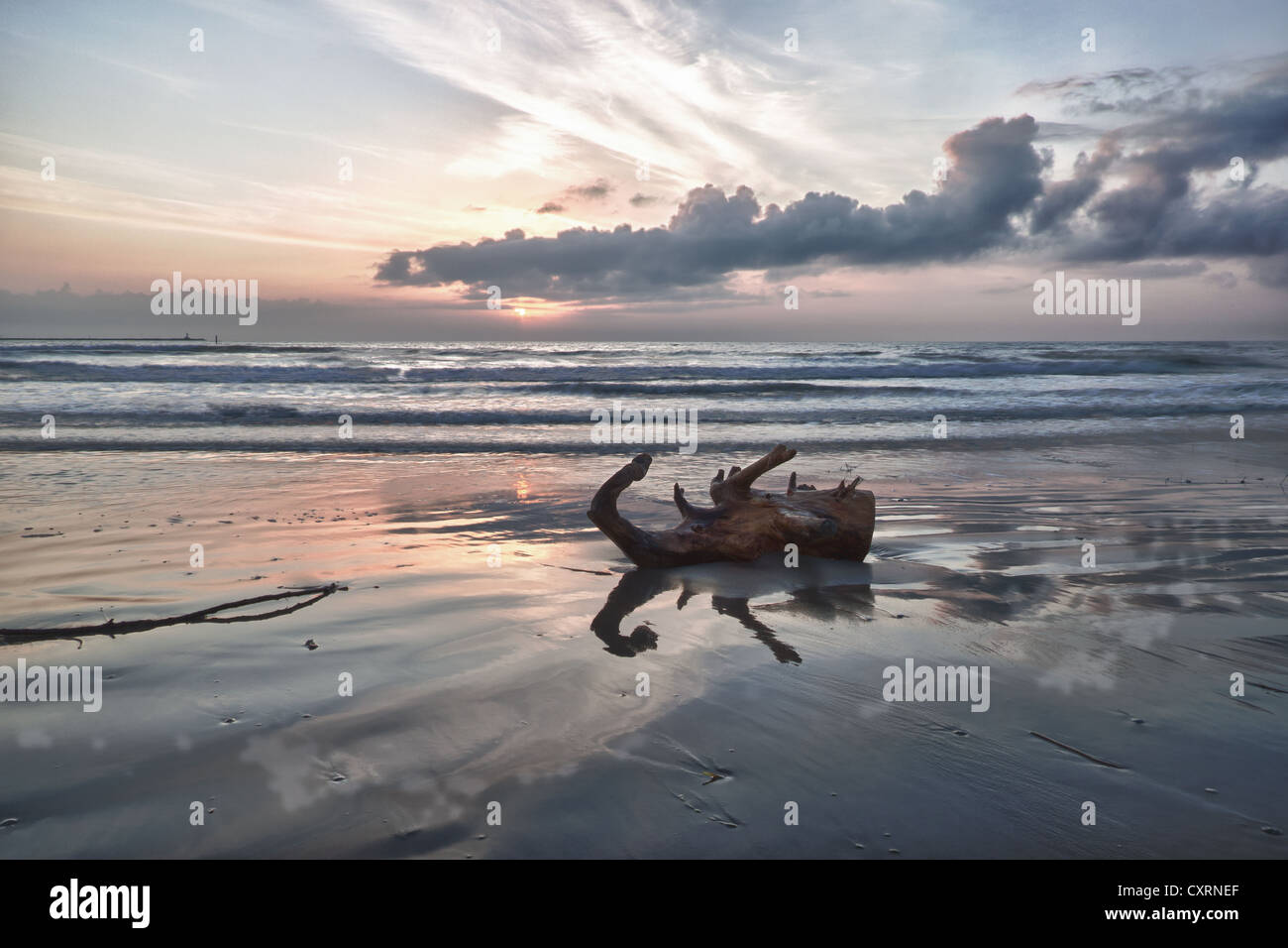 Trunk on the beach Stock Photo - Alamy