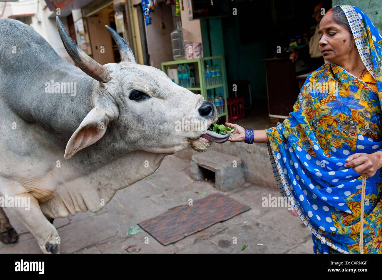 Feeding the cow hi-res stock photography and images - Alamy
