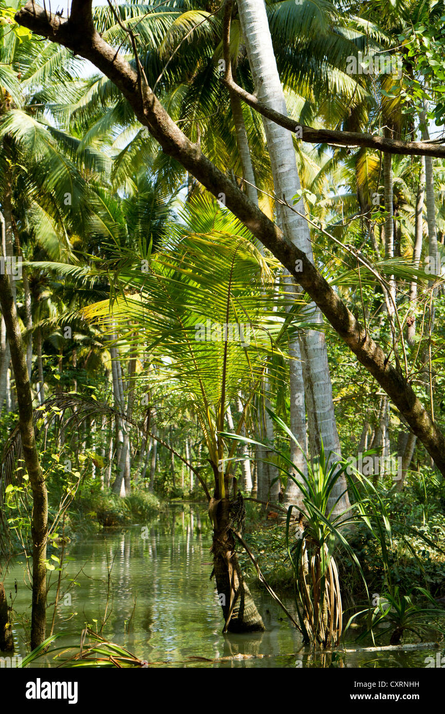 Kerala backwaters jungle (South India Stock Photo - Alamy