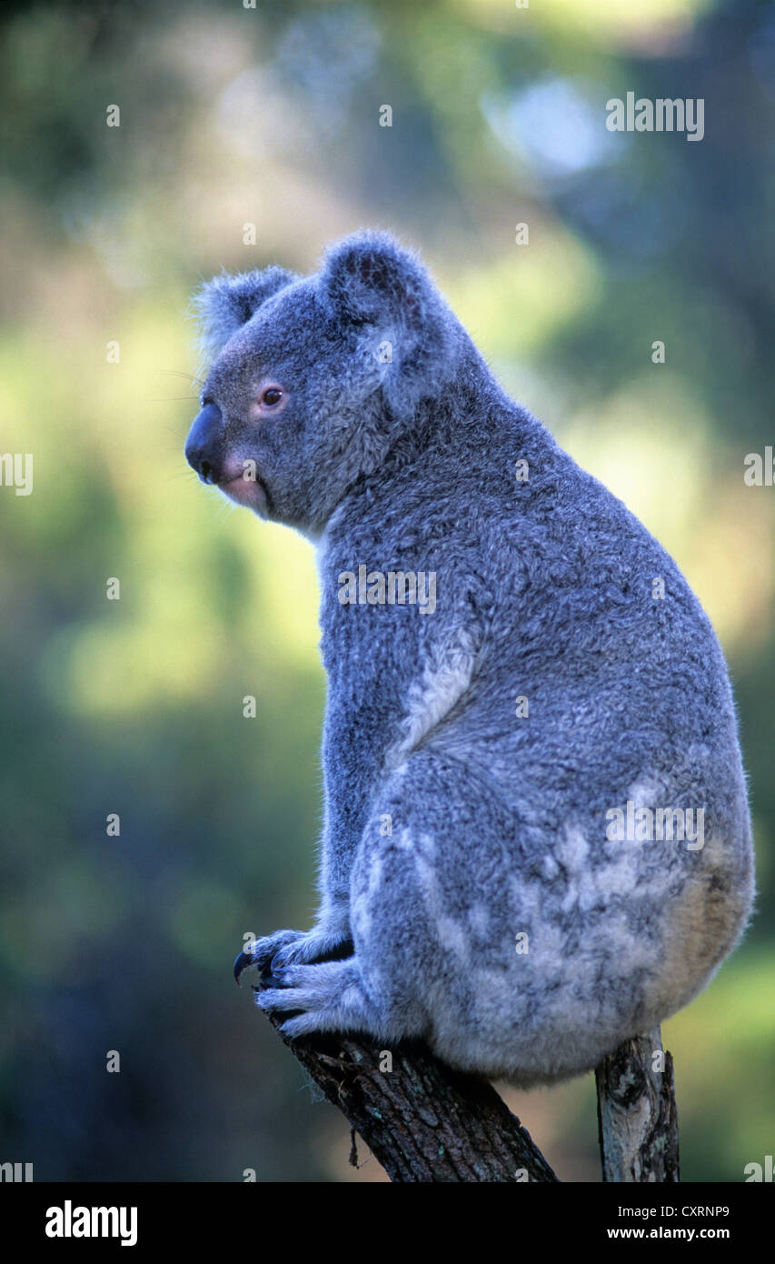 Australia, native Koala Bear Stock Photo - Alamy