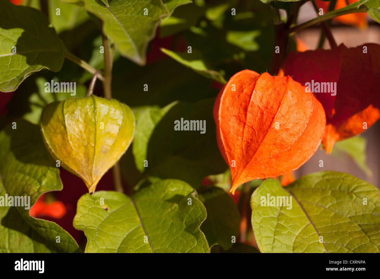Winter Cherry close up Stock Photo - Alamy