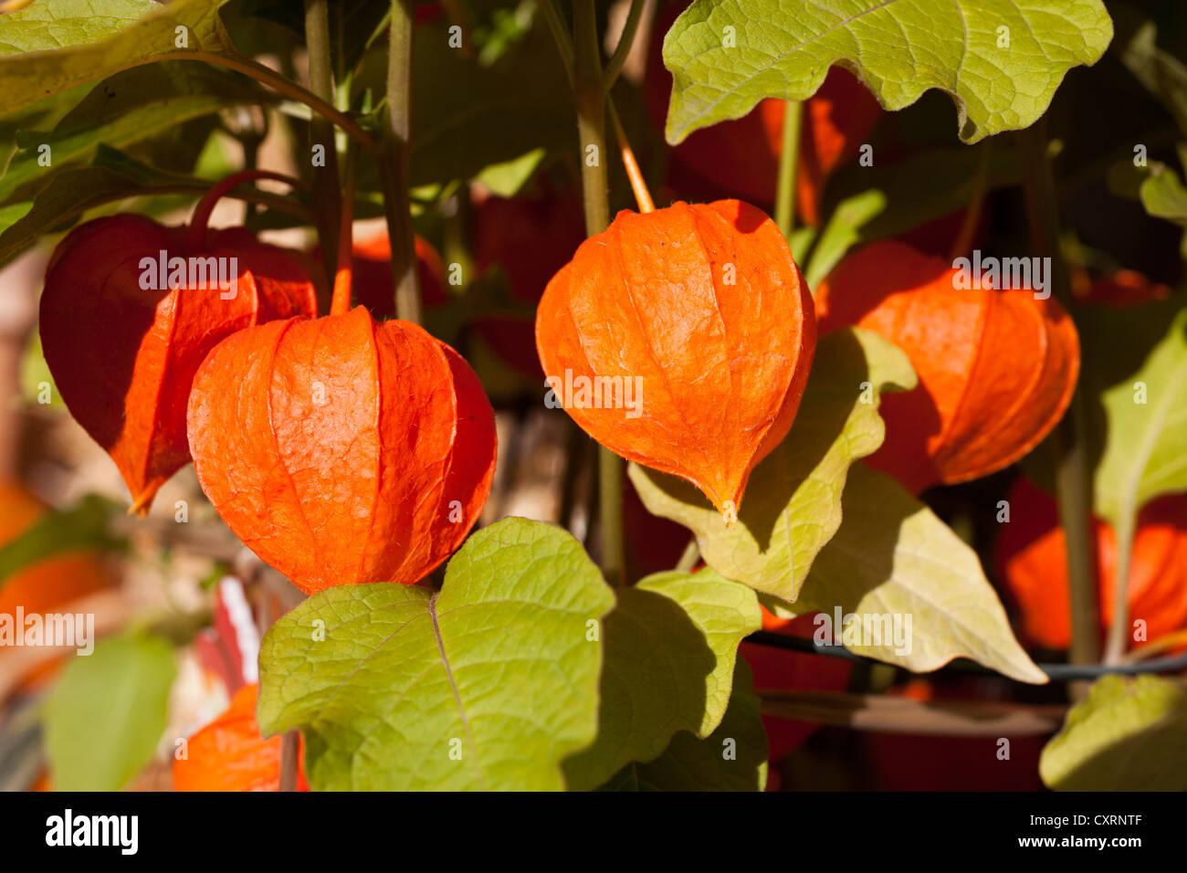 Winter cherry hi-res stock photography and images - Alamy