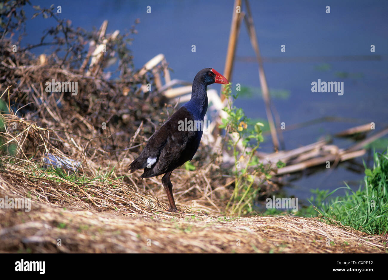 Australia, wildlife, birds, Purple Swamphen, photo taken in swampland ...