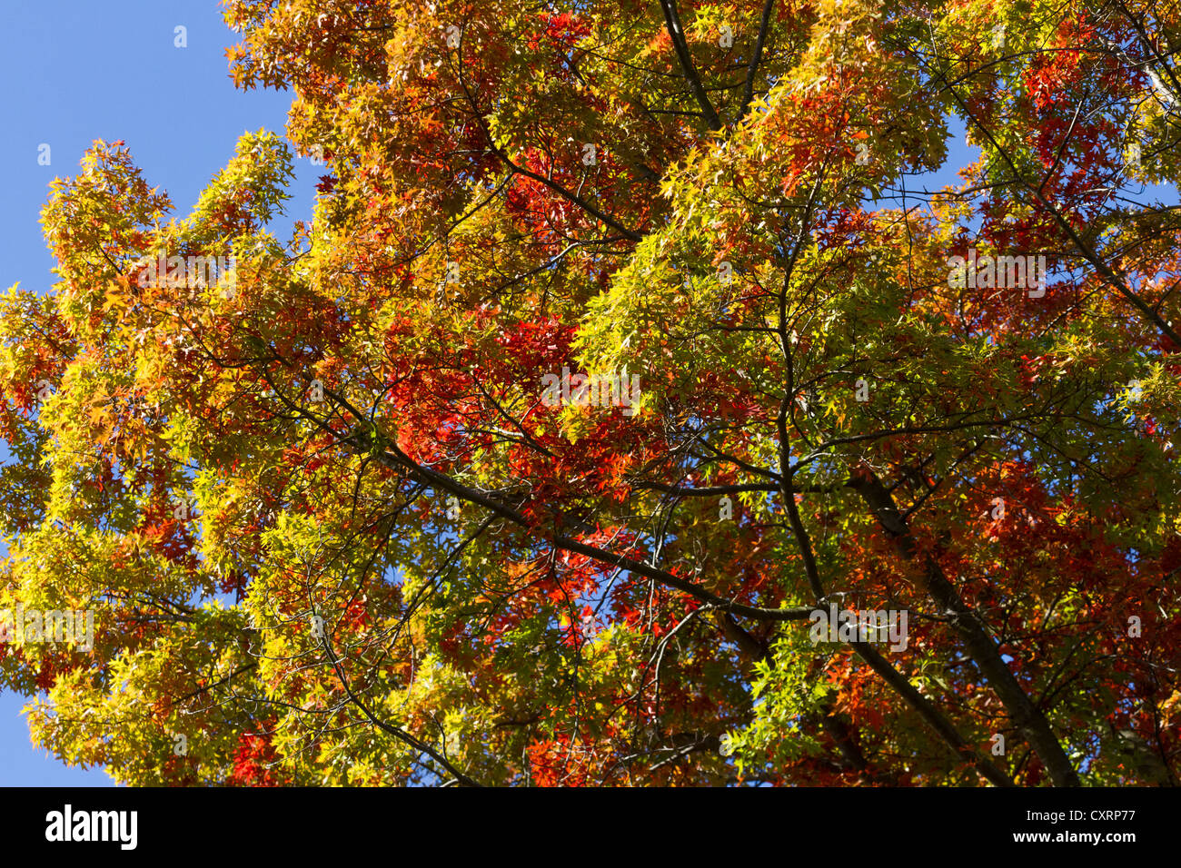 Autumn Tree Colors for background Stock Photo - Alamy