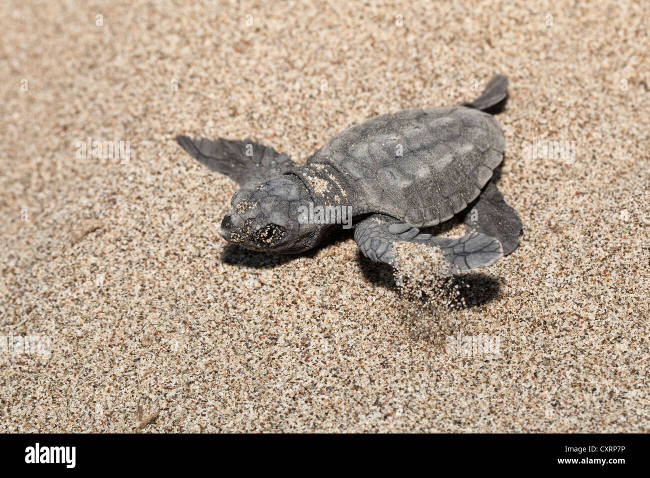 Loggerhead Sea Turtle (Caretta caretta), hatchling making its way to ...