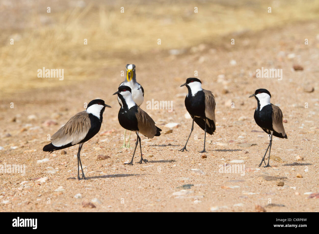 Spur-winged Lapwing or Spur-winged Plover (Vanellus spinosus), Ruaha ...