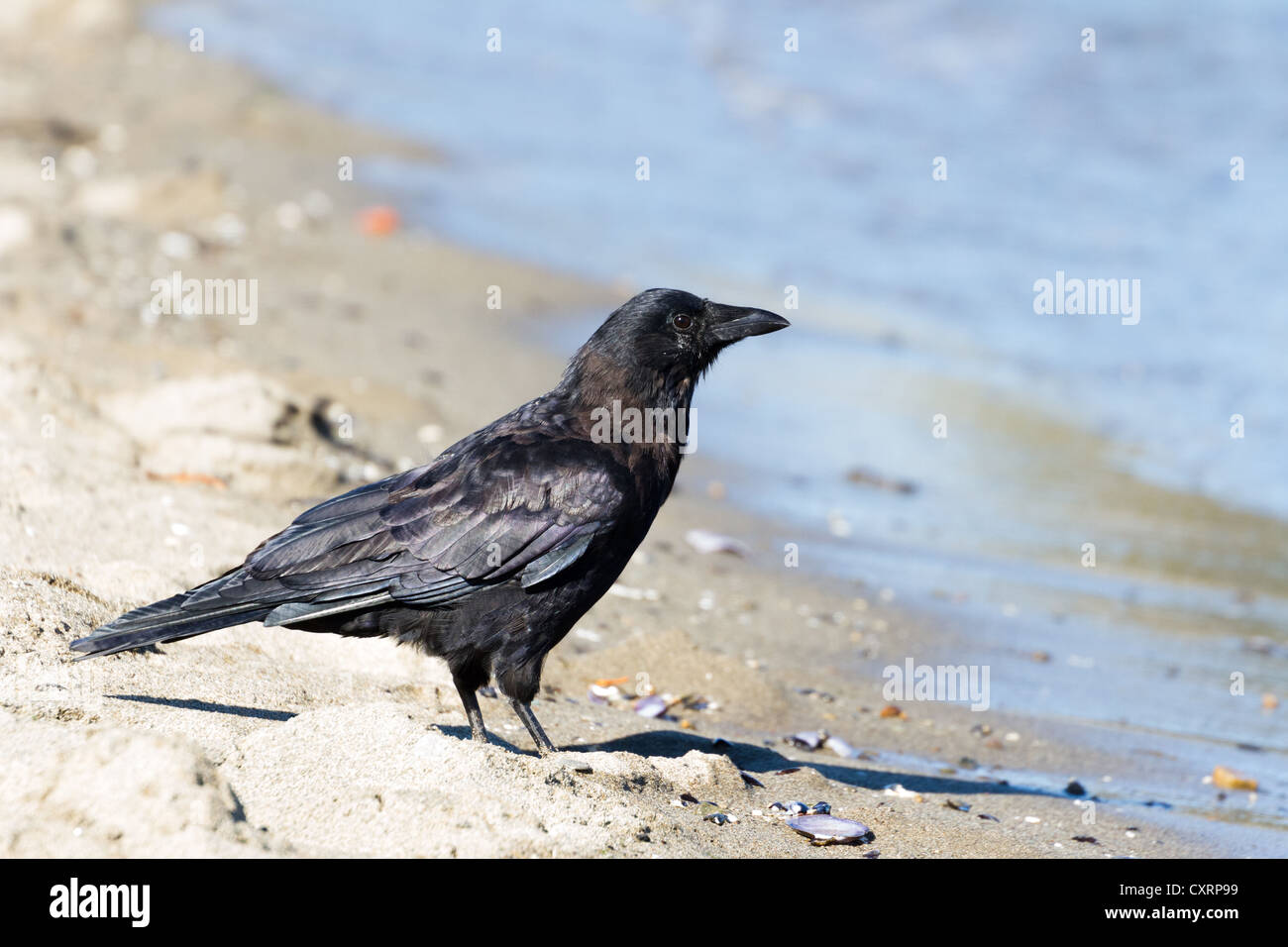 Northwestern crow close up Stock Photo - Alamy