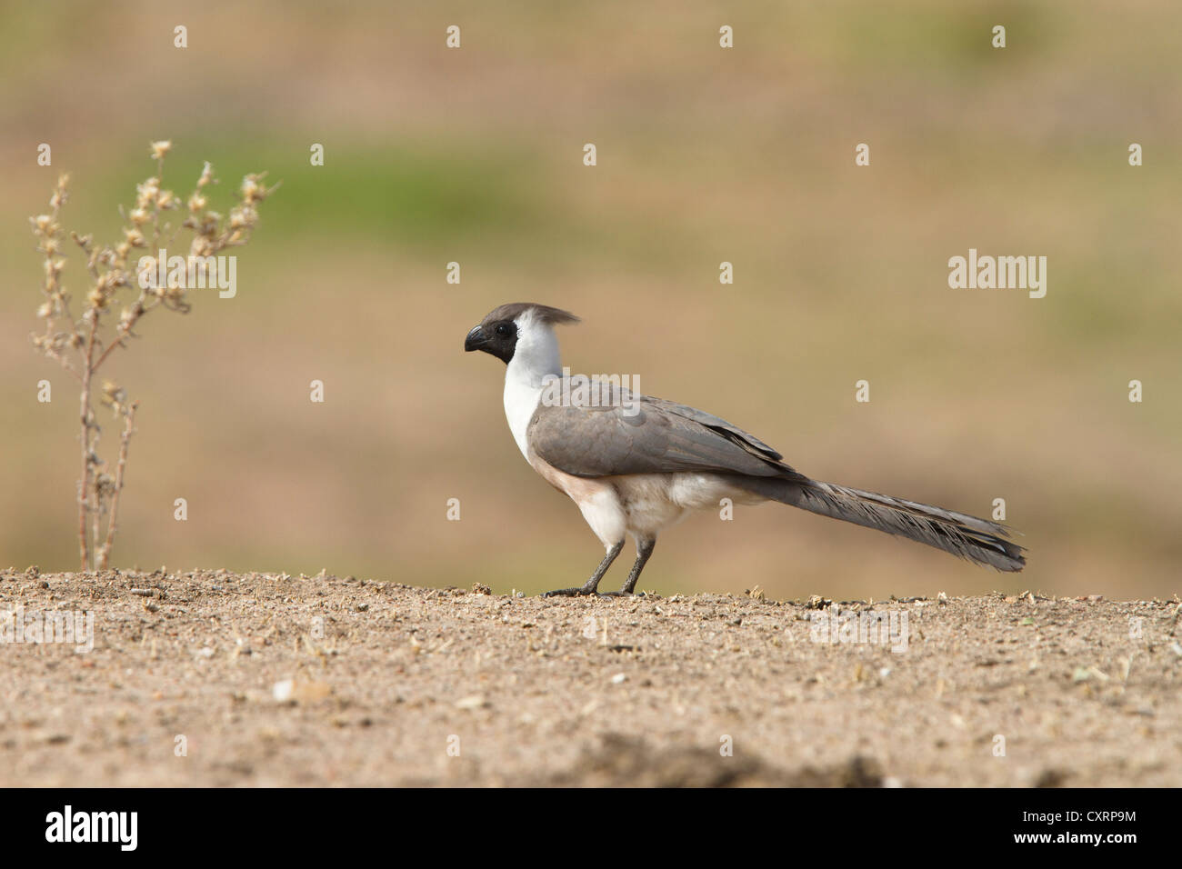 Bare-faced Go-away-bird (Corythaixoides personatus), Ruaha National ...