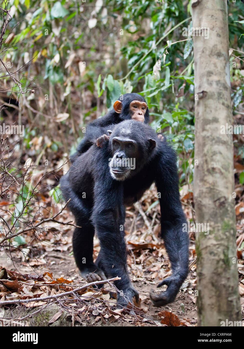 Chimpanzees (Pan troglodytes), baby riding on mother's back, Mahale ...